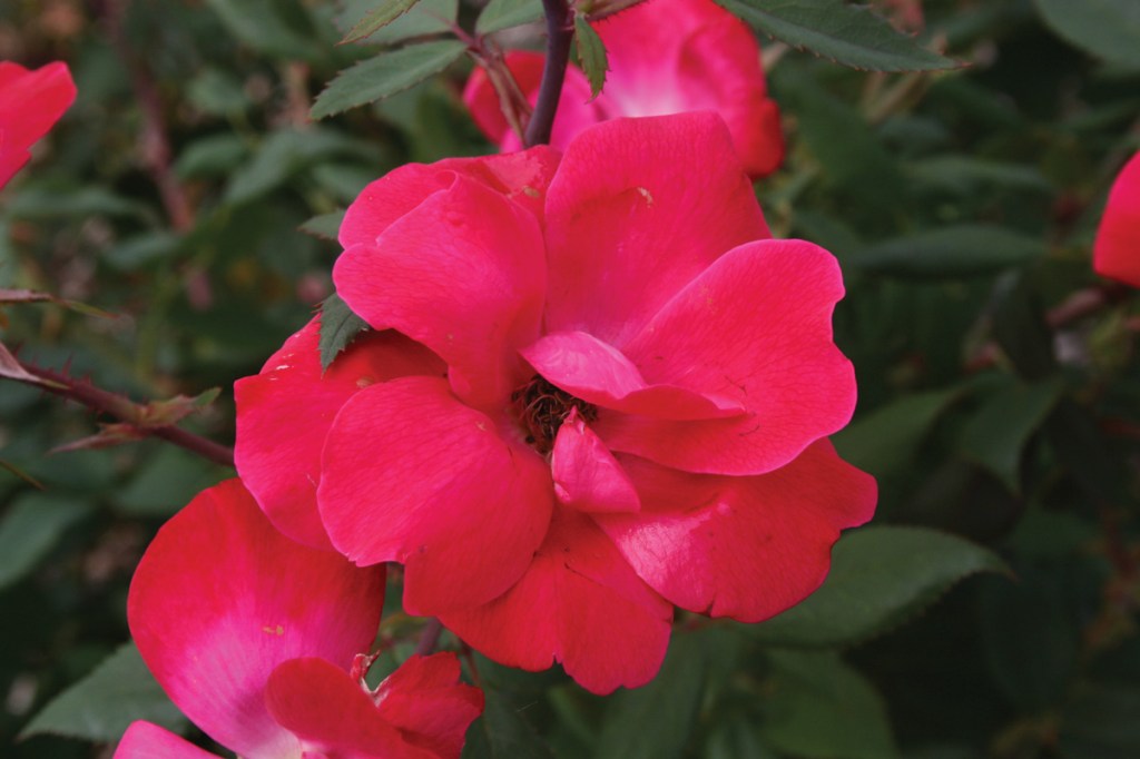 Fellowship of the rose - SALIFE | InDaily, Inside South Australia