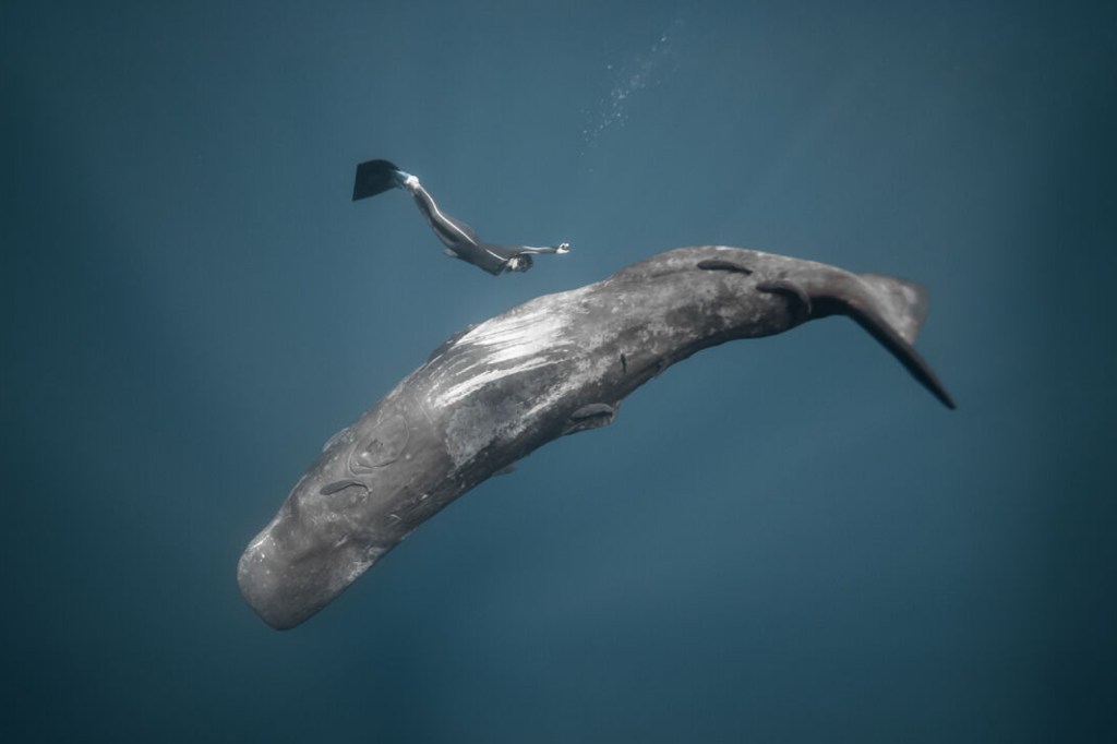 Ocean Film Festival 2025 at HOTA | The Weekend Edition