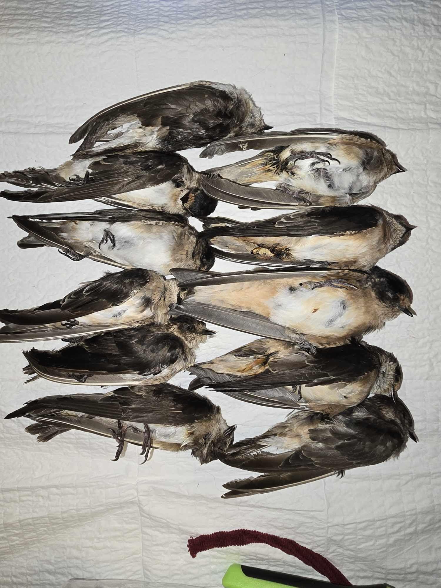 Leigh St bird problem turns fatal in Rundle Mall - News | InDaily ...