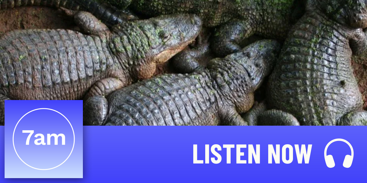 Inside Australia’s secretive crocodile skin industry: Part 1 - News ...
