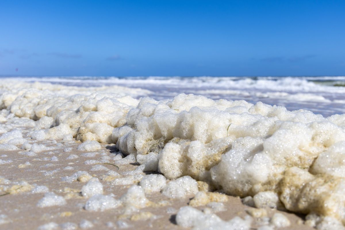Inquiry reveals emotional impact of SA’s algal bloom - News | InDaily ...