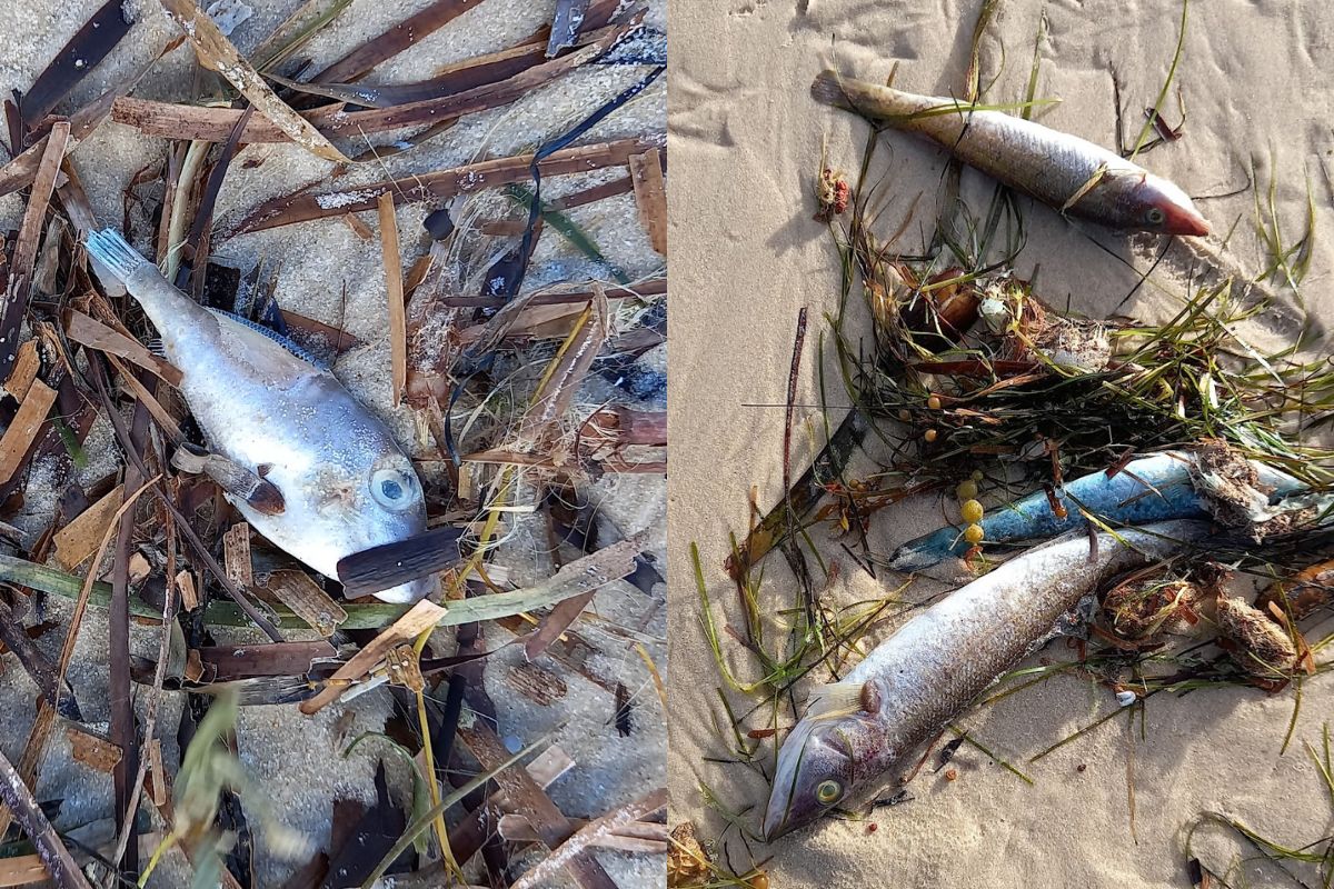 Inquiry reveals emotional impact of SA’s algal bloom - News | InDaily ...