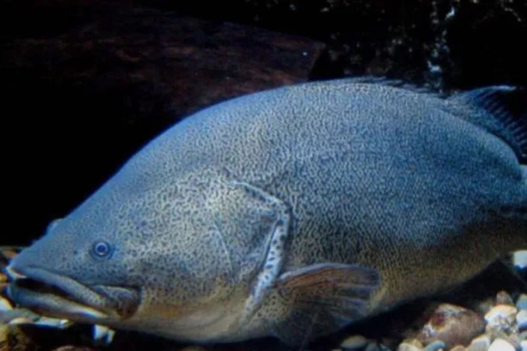 Murray cod and turtles set free in multimillion-dollar fix - News ...
