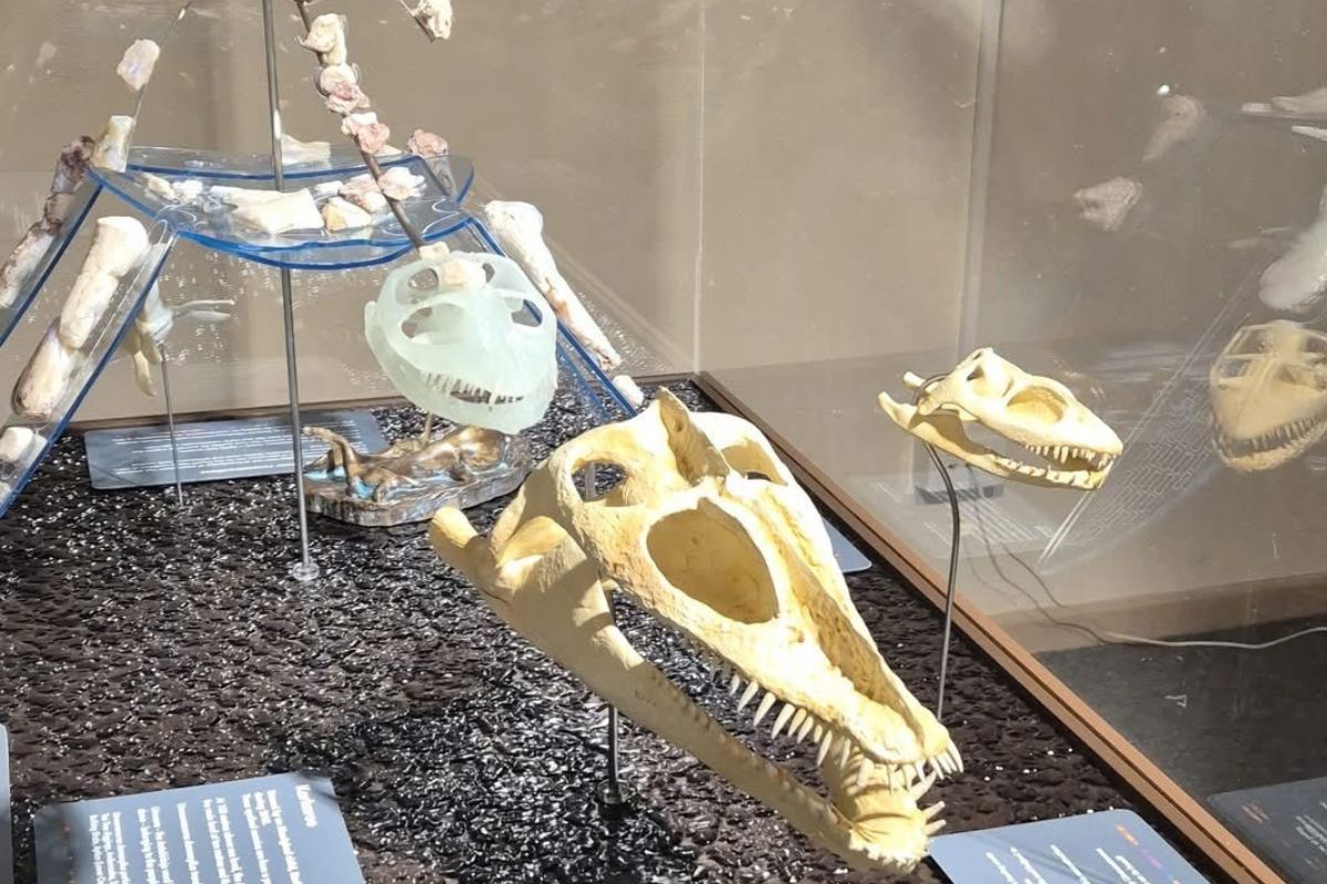 Andamooka's 110 million-year-old fossil in mint condition - News ...