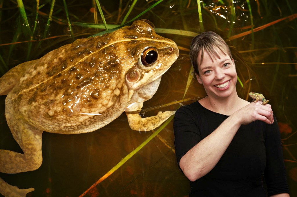 Have you heard these frogs? South Australia's 'most wanted' list - News | InDaily, Inside South ...