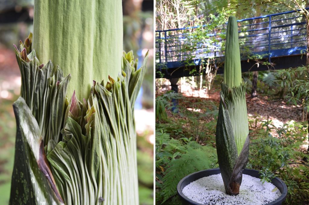 Smellanie the Corpse Flower set to stink in CBD - News | InDaily ...
