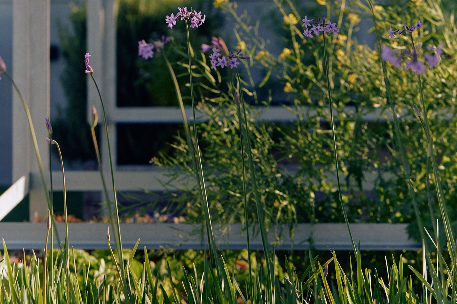 Fresh food, air and ideas combine at The Calile Hotel's next edition of ...