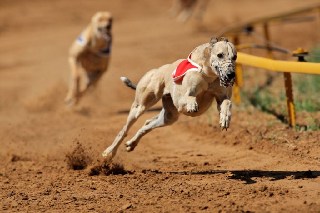 Greyhound racing ban push returns as dog injuries surge - News ...