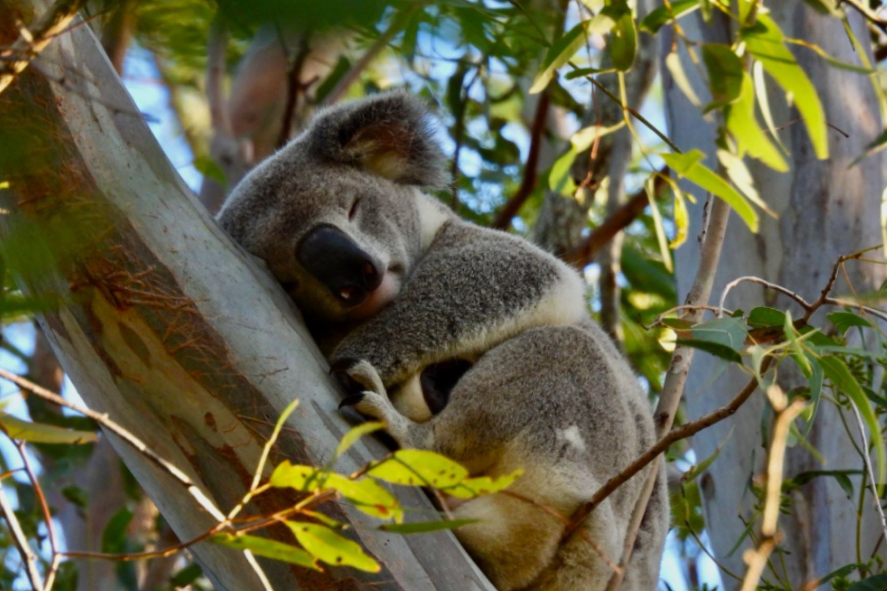 Private school vandalised as koala corridor cut - News | InDaily ...